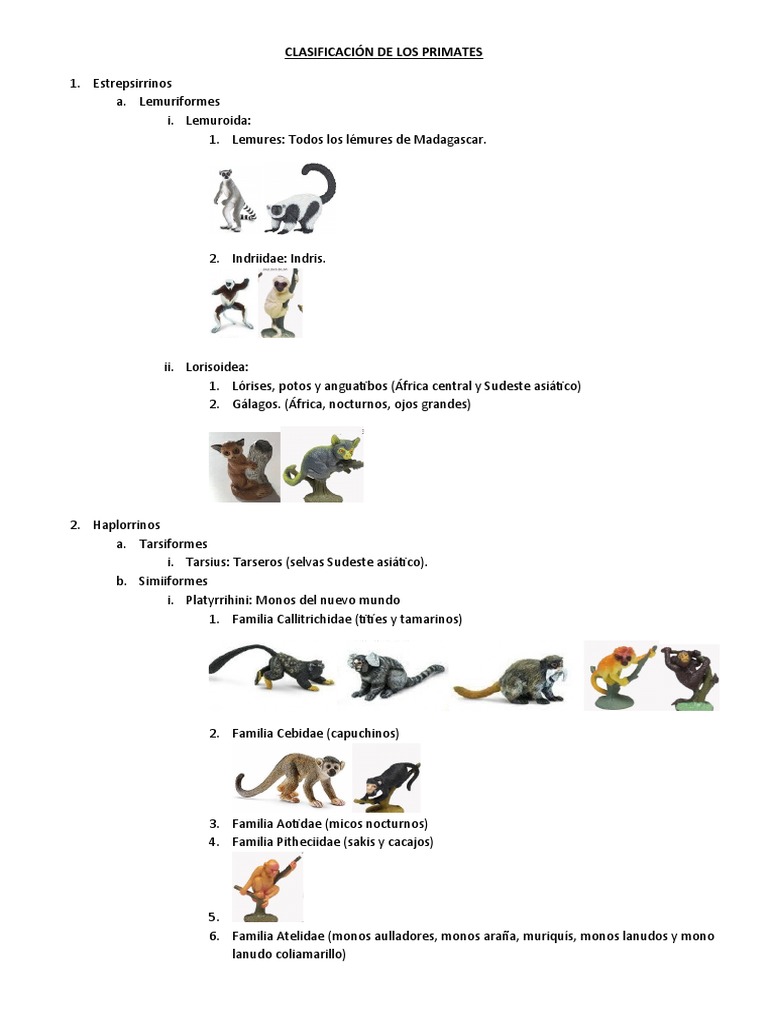 Clasificación de Los Primates | PDF