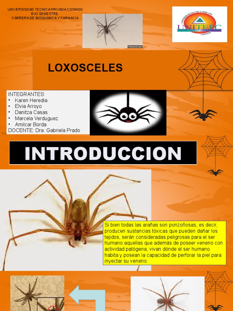 Loxoscelismo: Características y Tratamiento | PDF | Araña | Ciencias de ...