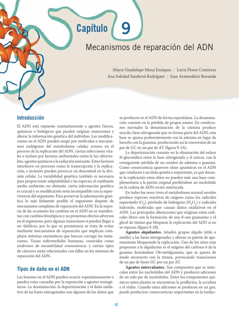 TUM - Cap.9biología Molecular Salazar PDF | PDF | Reparación de adn | Adn