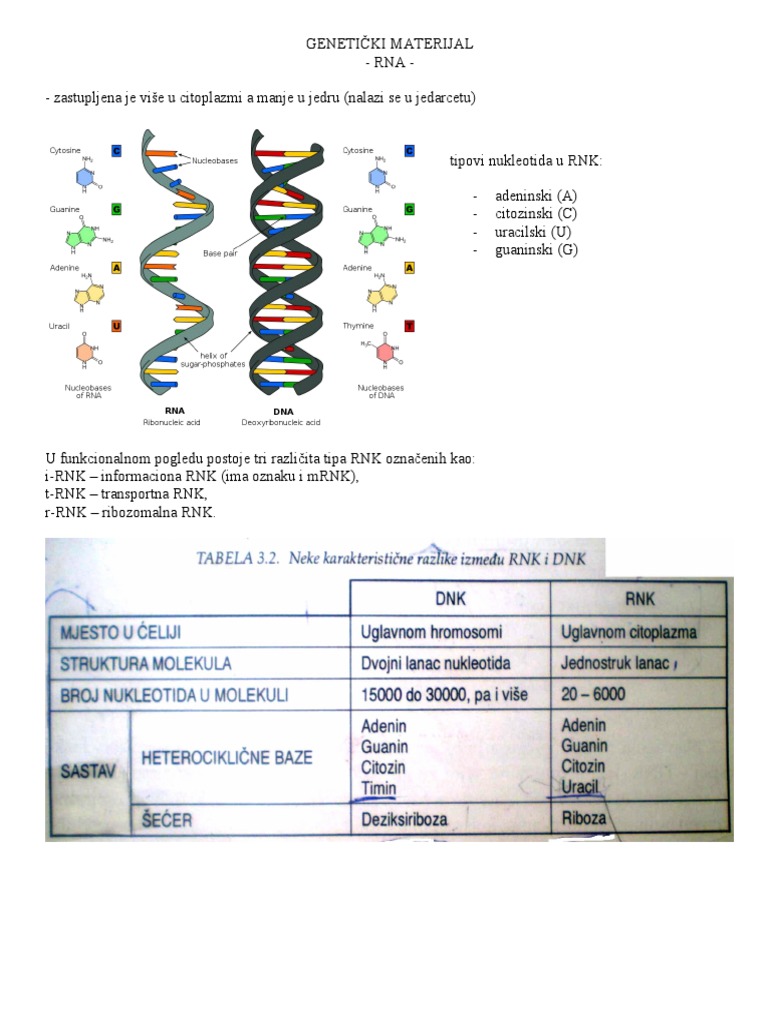 GENETICKI MATERIJAL-rnk | PDF