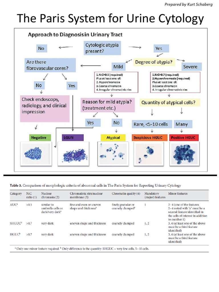The Paris System For Urine Cytology | PDF