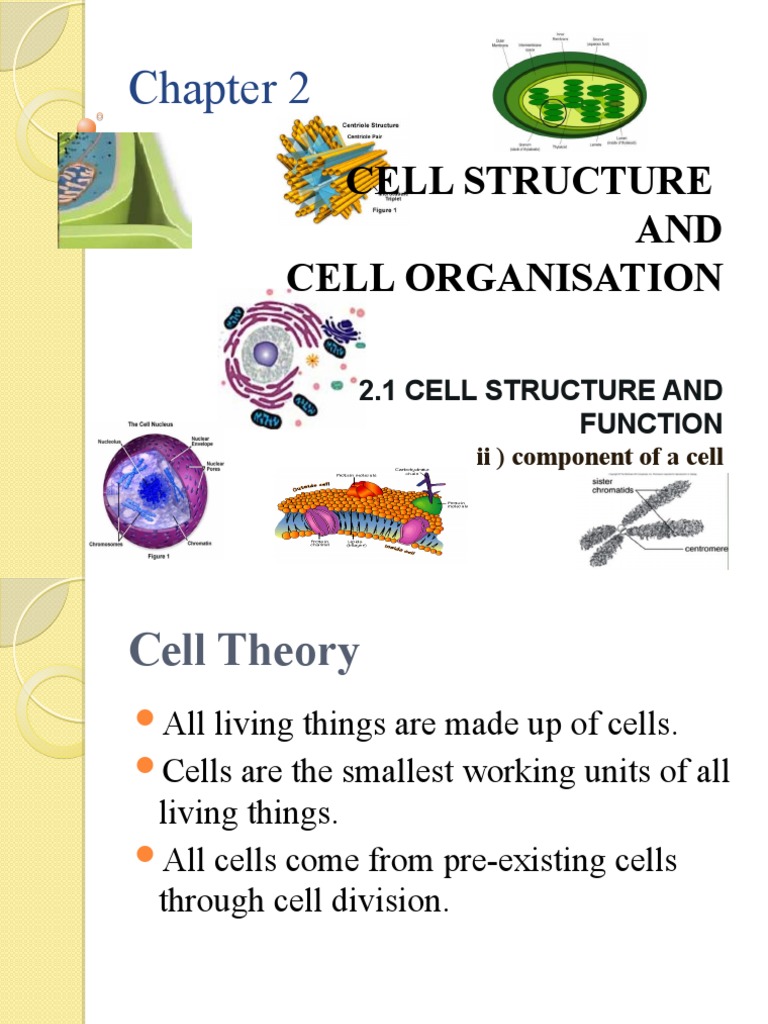 2 Cell Structure and Function | PDF | Cell (Biology) | Cell Membrane
