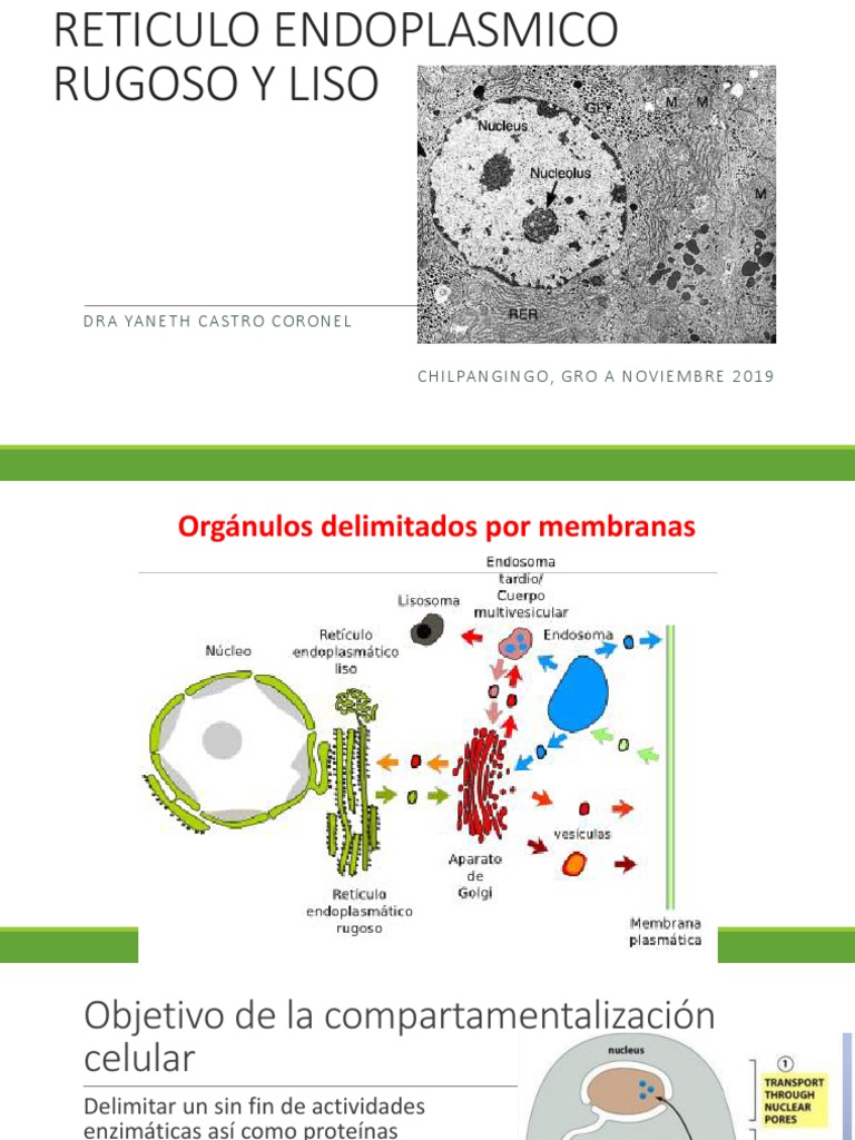 Reticulo Endoplasmico Rugoso y Liso PDF | PDF | Retículo endoplásmico ...