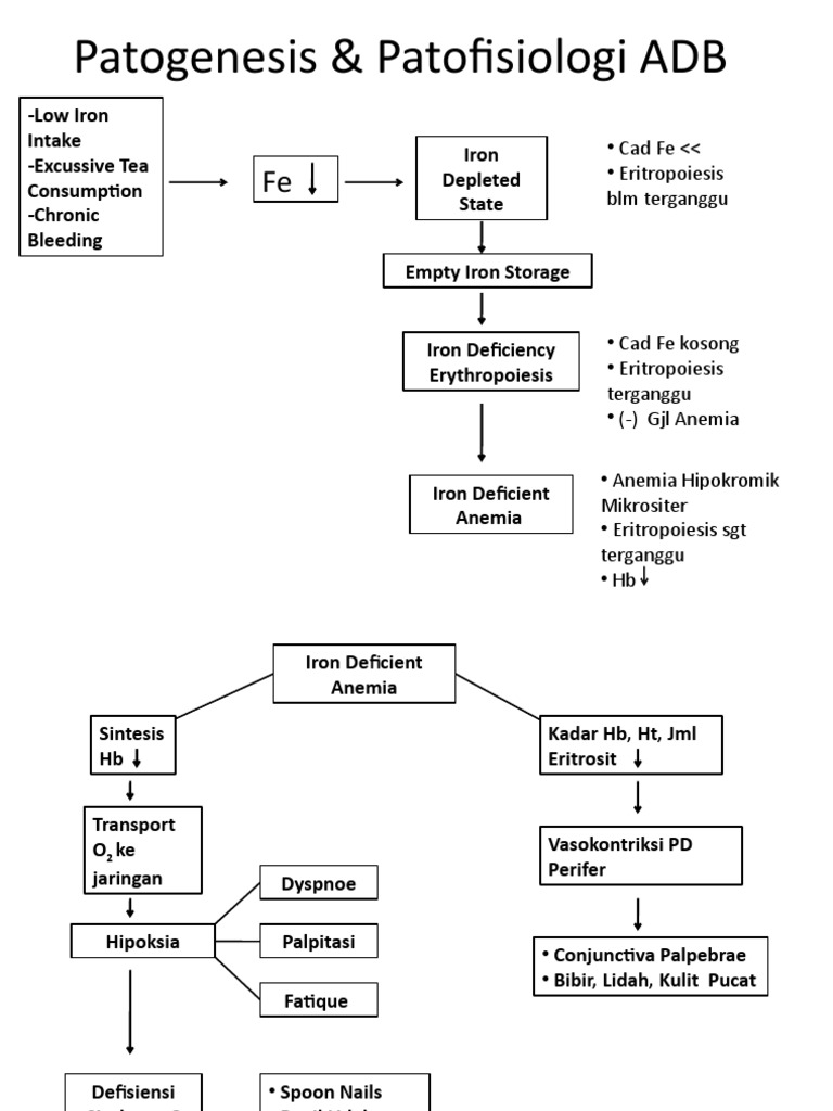 Patogenesis Anemia Defisiensi Besi | PDF