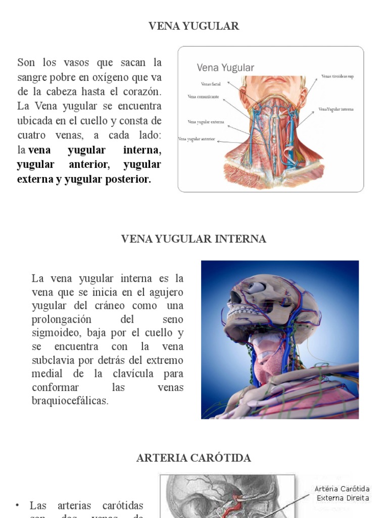 Vena Yugular Externa