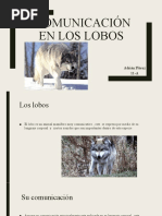 Anexo Lobos | PDF | Piel | Zoología