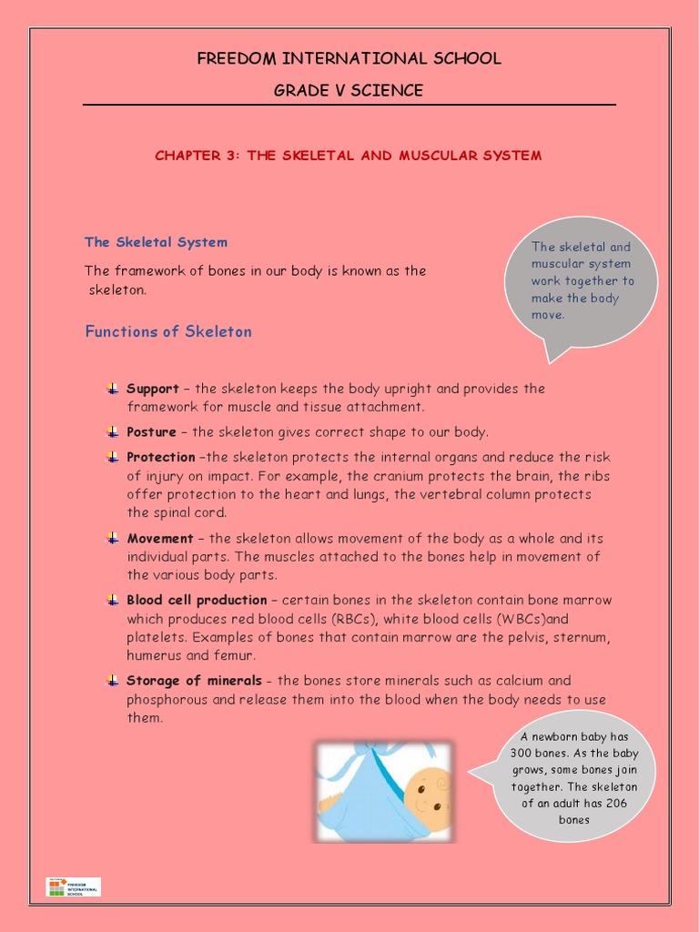 The Skeletal and Muscular System Summary Note 1601471541 | PDF ...