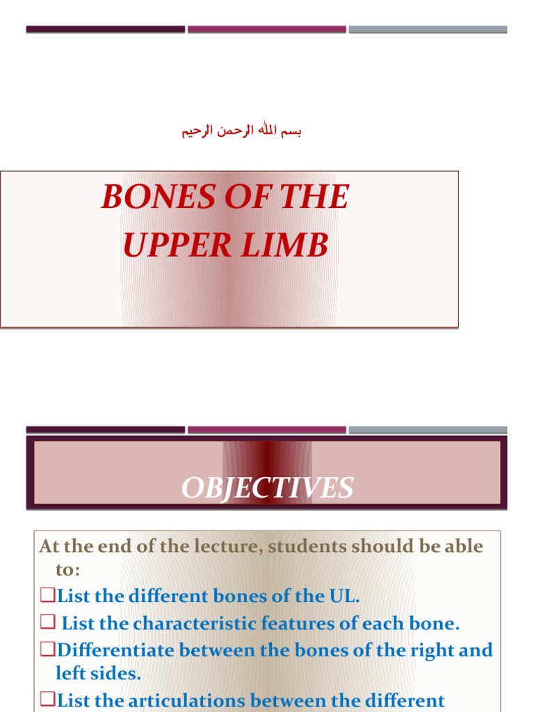 Bones of Upper Limbs | PDF | Hand | Skeletal System