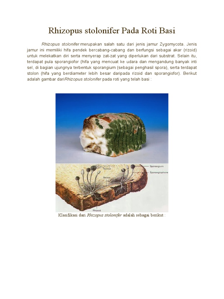 Rhizopus Stolonifer pada Roti Basi | PDF