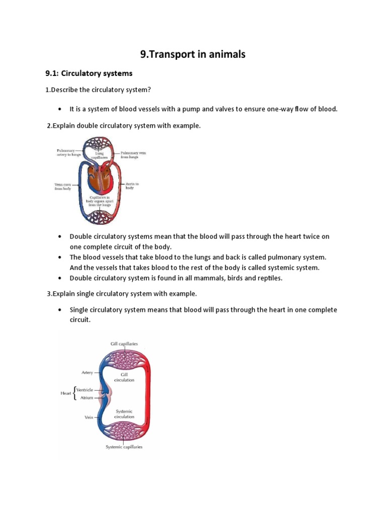 Transport in Animals-Topic 9 | PDF | Heart Valve | Artery