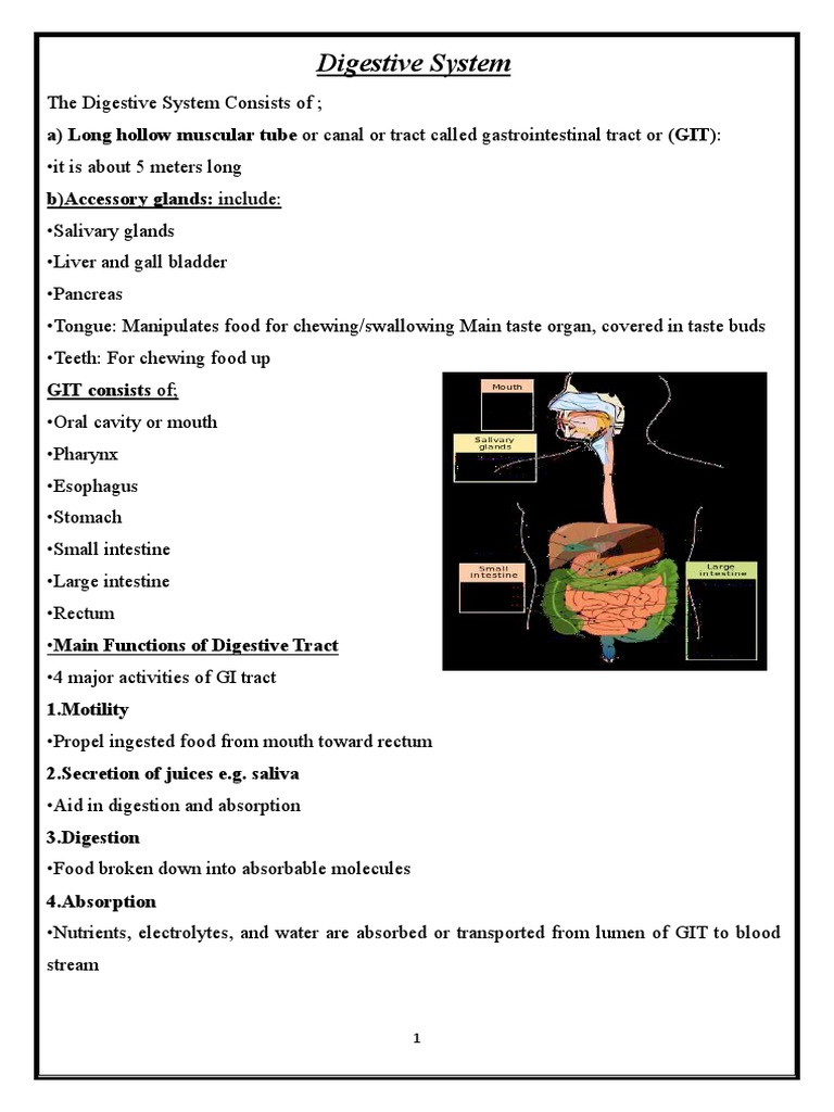 Physiology of Digestive System | PDF | Digestion | Human Digestive System
