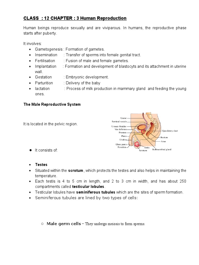 Class 12 Chapter 3 Human Reproduction (Notes) | PDF | Menstrual Cycle ...