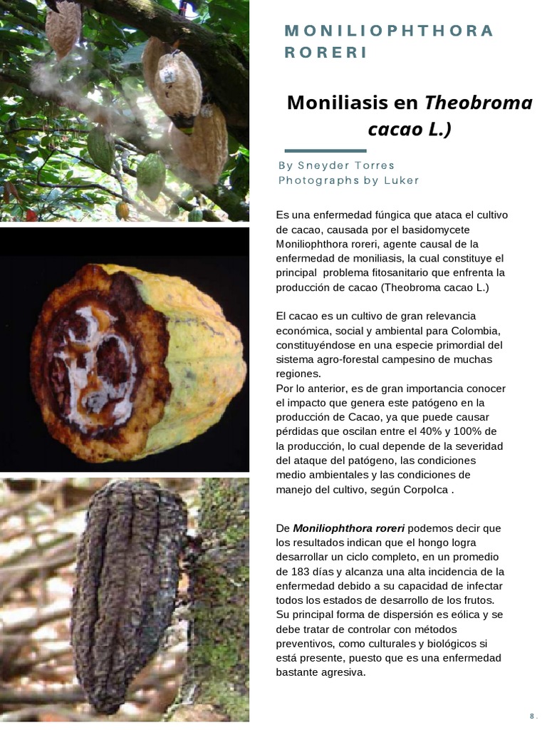 Moniliasis en Cacao: Impacto y Ciclo de Vida | PDF