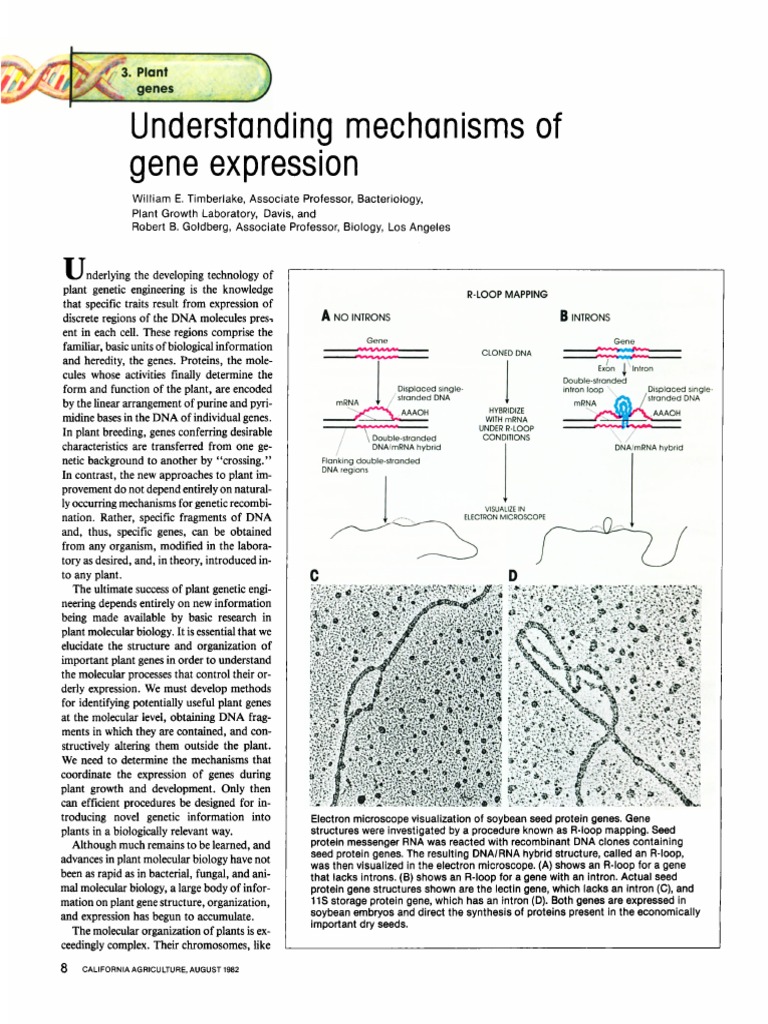 Understanding Mechanisms of Gene Expression: E. Los | PDF | Intron | Gene