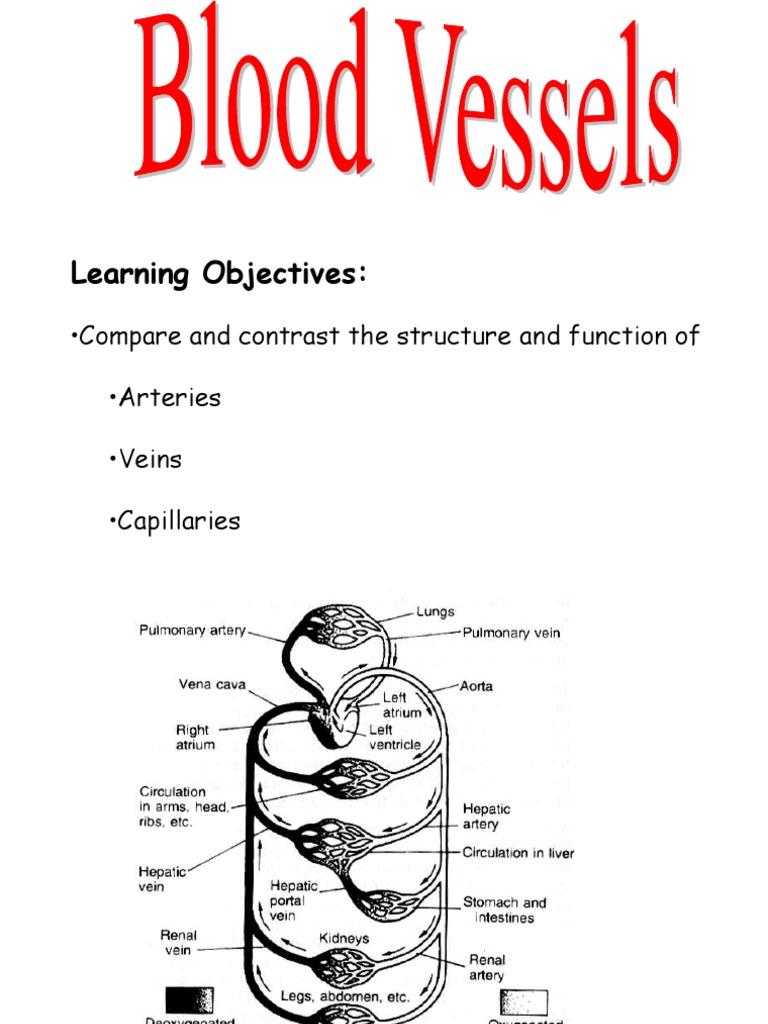 Learning Objectives:: - Compare and Contrast The Structure and Function ...