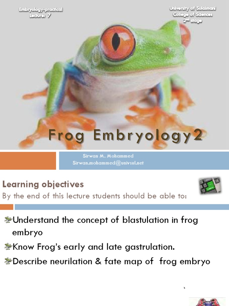 Frog Embryology PDF | PDF | Embryo | Developmental Biology