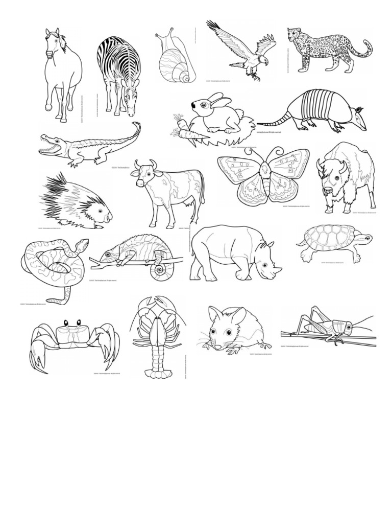 Gambar Haiwan Outline | PDF