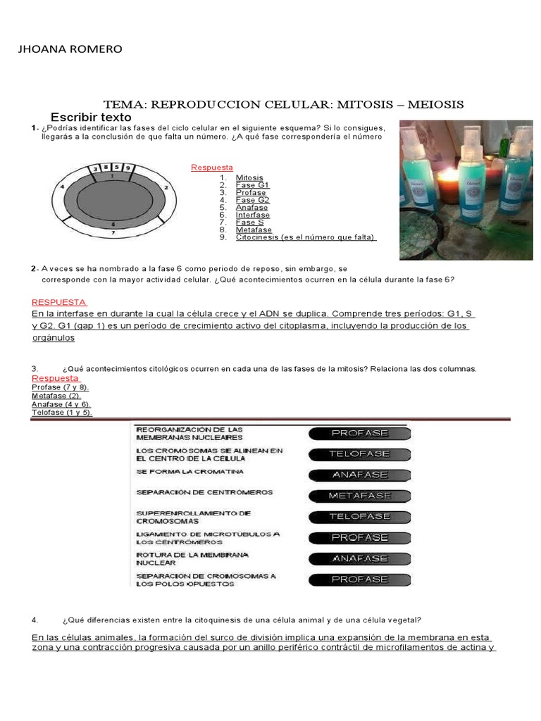 Taller Mitosis y Meiosis | PDF | Mitosis | Mitosis
