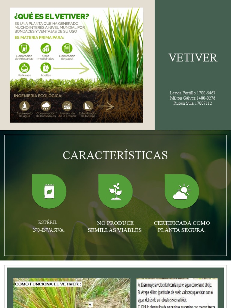 Estabilización de Taludes con Vetiver | PDF | Suelo | Naturaleza