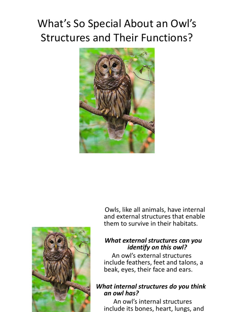 What's So Special About An Owl's Structures and Their Functions ...