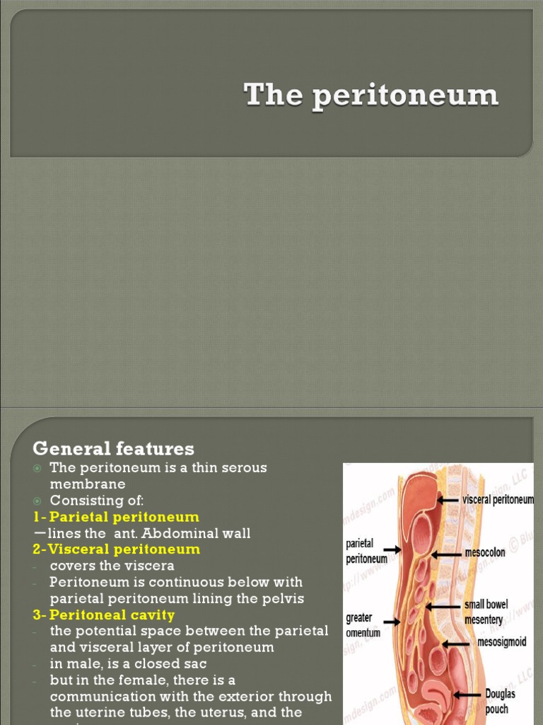 4 Peritoneum PDF | PDF | Peritoneum | Digestive System