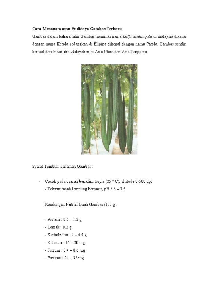 Panduan Budidaya Gambas Lengkap | PDF