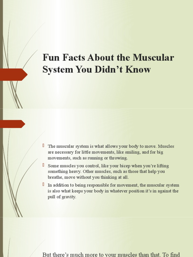 Muscle Fun Facts | PDF | Muscle | Strength Training