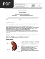 Kidney Dissection Practical Sheet | PDF | Kidney | Organ (Anatomy)