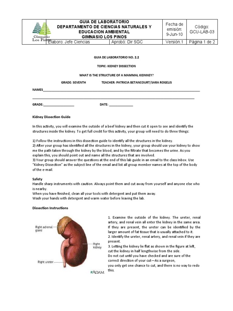 Lab About Kidney Dissection | PDF | Kidney | Organ (Anatomy)