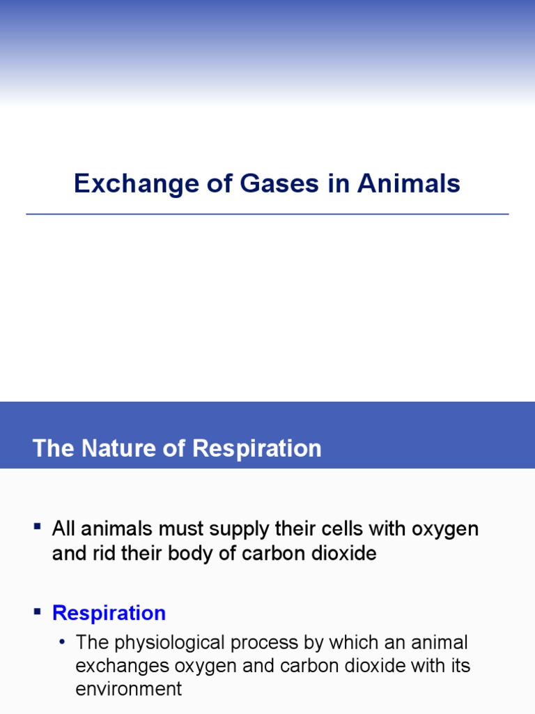 Exchange of Gases in Animals | PDF | Respiratory System | Lung