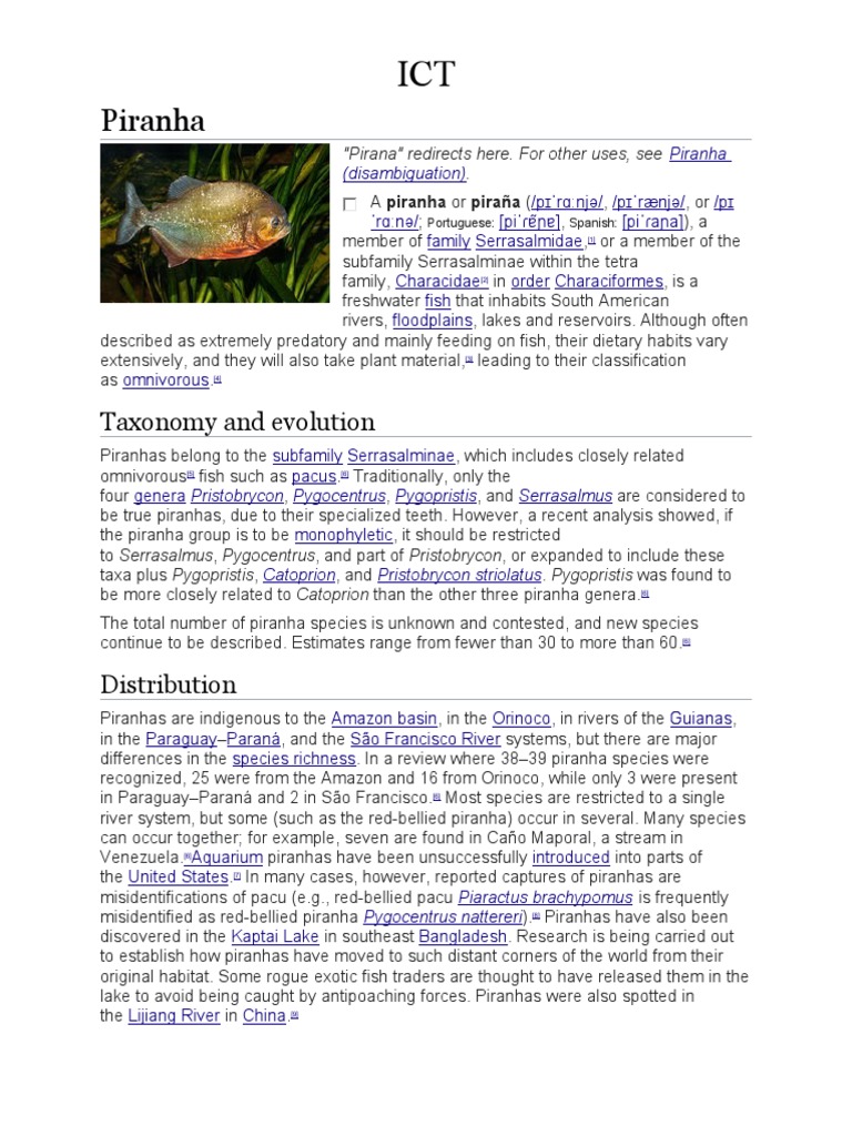 Piranha | PDF | Aquatic Animals | Fish