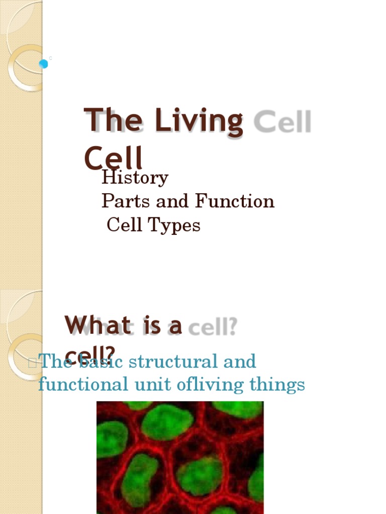 Eukaryotic Cell Lecture PDF | PDF | Cell Nucleus | Cell (Biology)