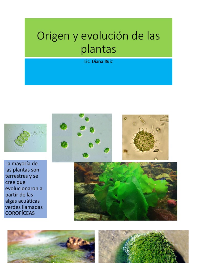 Clase N9 Origen y Evolucion de Las Plantas | PDF | Plantas | Fruta