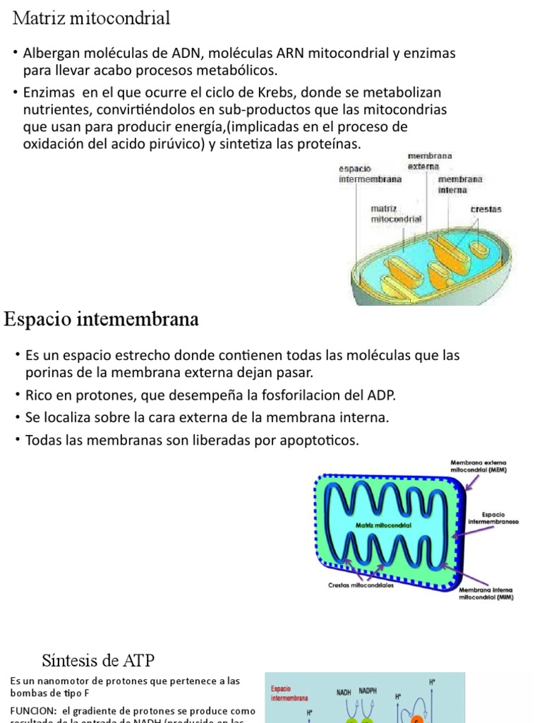 Matriz Mitocondrial | PDF