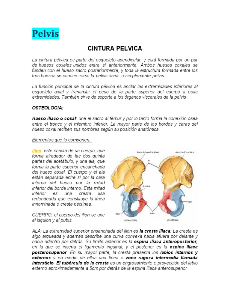 Anatomía y Función de la Pelvis Ósea | PDF | Pelvis | Anatomía humana