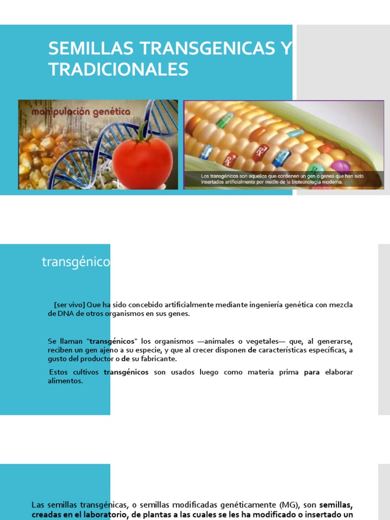 SEMILLAS TRANSGENICAS y Tradicionales | PDF | Organismo genéticamente ...