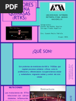 Clase 7-Cascada Ras-MAPK | PDF | Nucleo celular | Quinasa