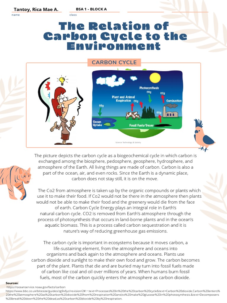 Bi-Color Animal Environmental Adaptations Printable Worksheet | PDF ...