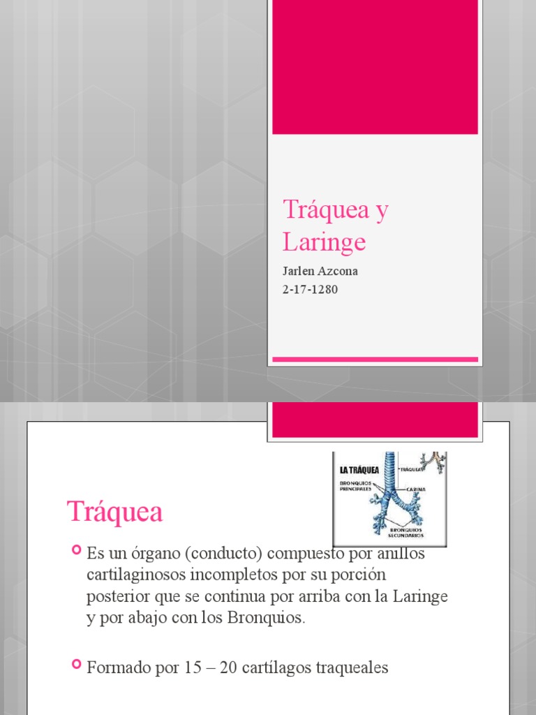 Anatomía y Función de Laringe y Tráquea | PDF | Laringe | Cabeza y ...