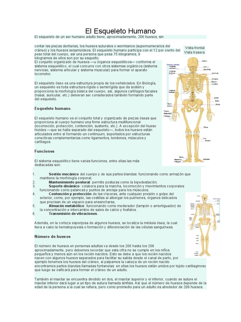 El Esqueleto Humano | PDF | Esqueleto | Hueso