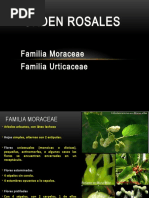 Características y usos del matapalo | PDF | Arboles | Hoja