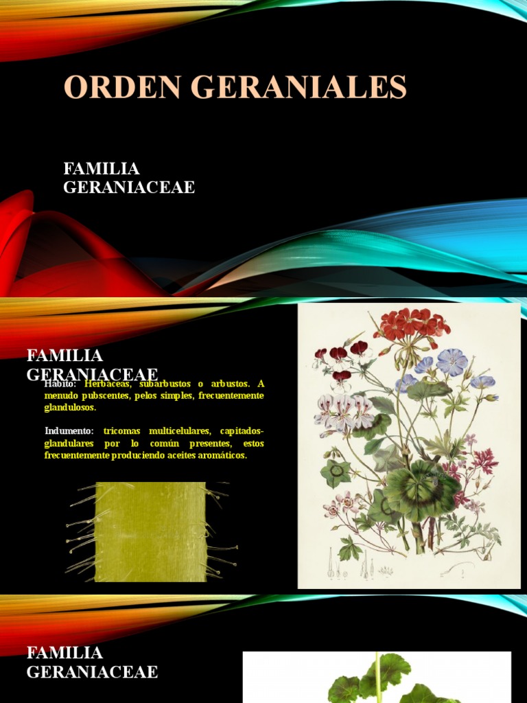 Orden Geraniales, Myrtales | PDF | Plantas | Morfología Vegetal