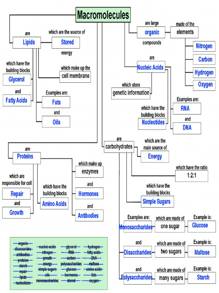Macromolecules Concept Map | PDF