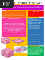 Epitelio Cuboidal Estratificado | PDF | Epitelio | Anatomía