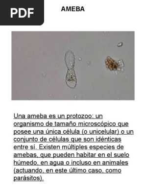 Color De Las Células De La Ameba