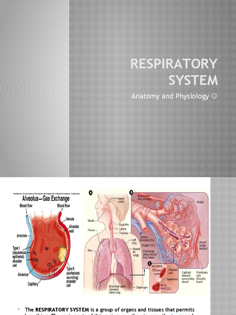 Respiratory System: Anatomy and Physiology | PDF | Respiratory Tract | Lung