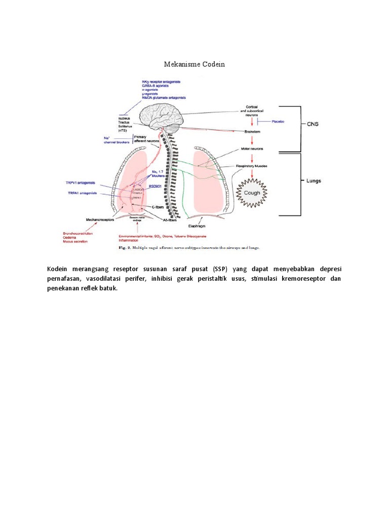 Mekanisme Codein Untuk Batuk | PDF | Memasak, Makanan, & Anggur ...
