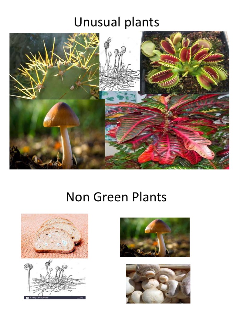 Cl-4, PPT. Unusual Plants | PDF