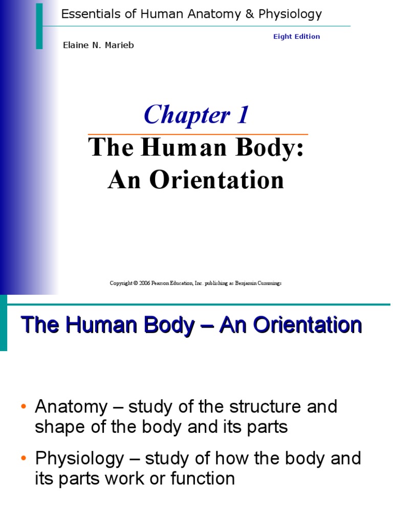 L1 - Human Body | PDF | Homeostasis | Human Body