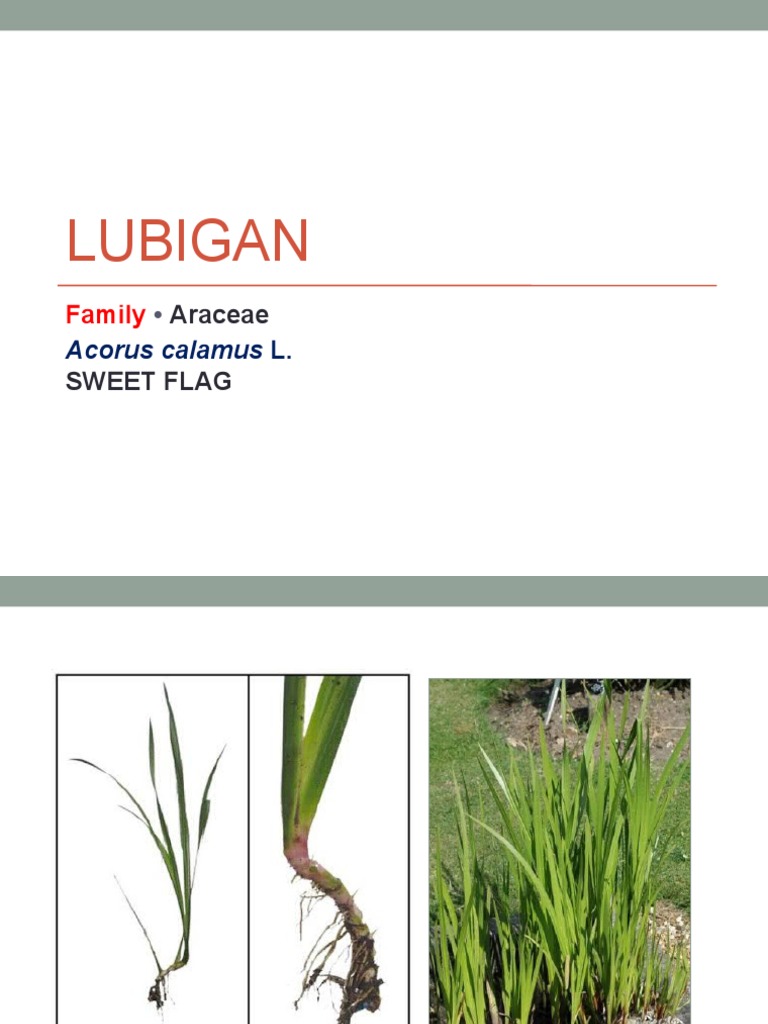 Lubigan: Family | PDF | Medicine | Plant Diseases